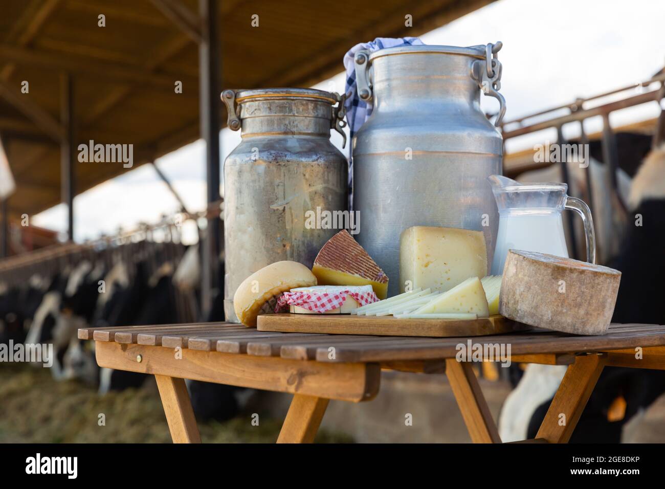 Dairy products - milk, cheese, cottage cheese on the background of cows ...