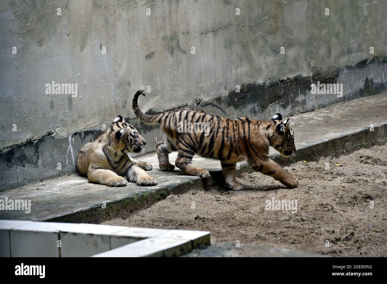 August 18,2021,Dhaka,Bangladesh: Two Royal Bengal Tiger cubs are seen ...