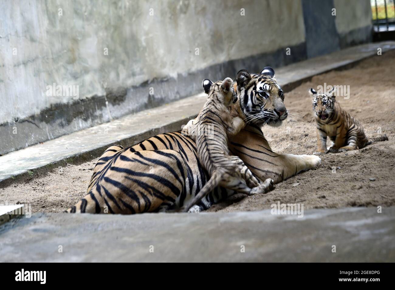 August 18,2021,Dhaka,Bangladesh: Two Royal Bengal Tiger cubs are seen ...