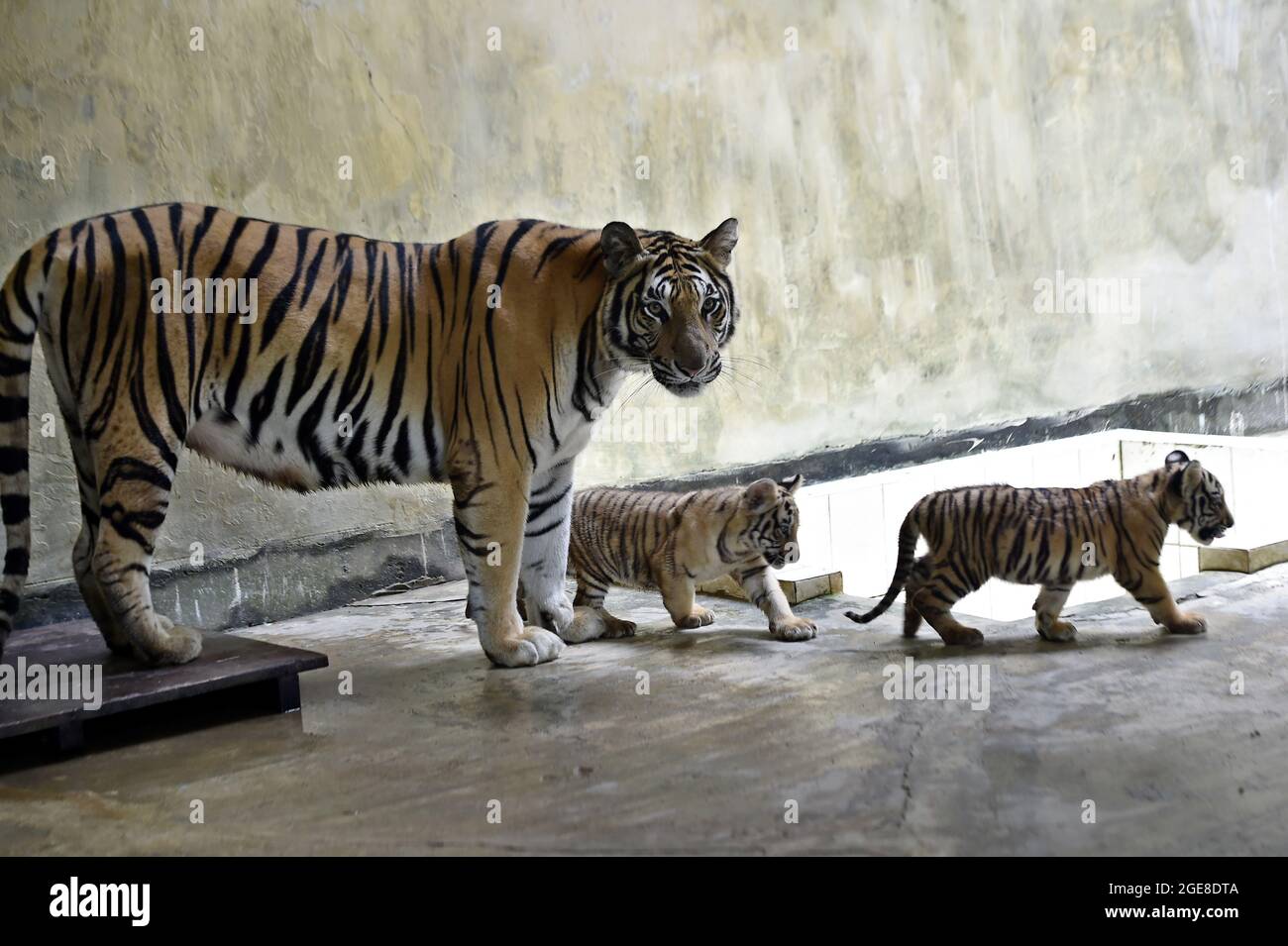August 18,2021,Dhaka,Bangladesh: Two Royal Bengal Tiger cubs are seen ...