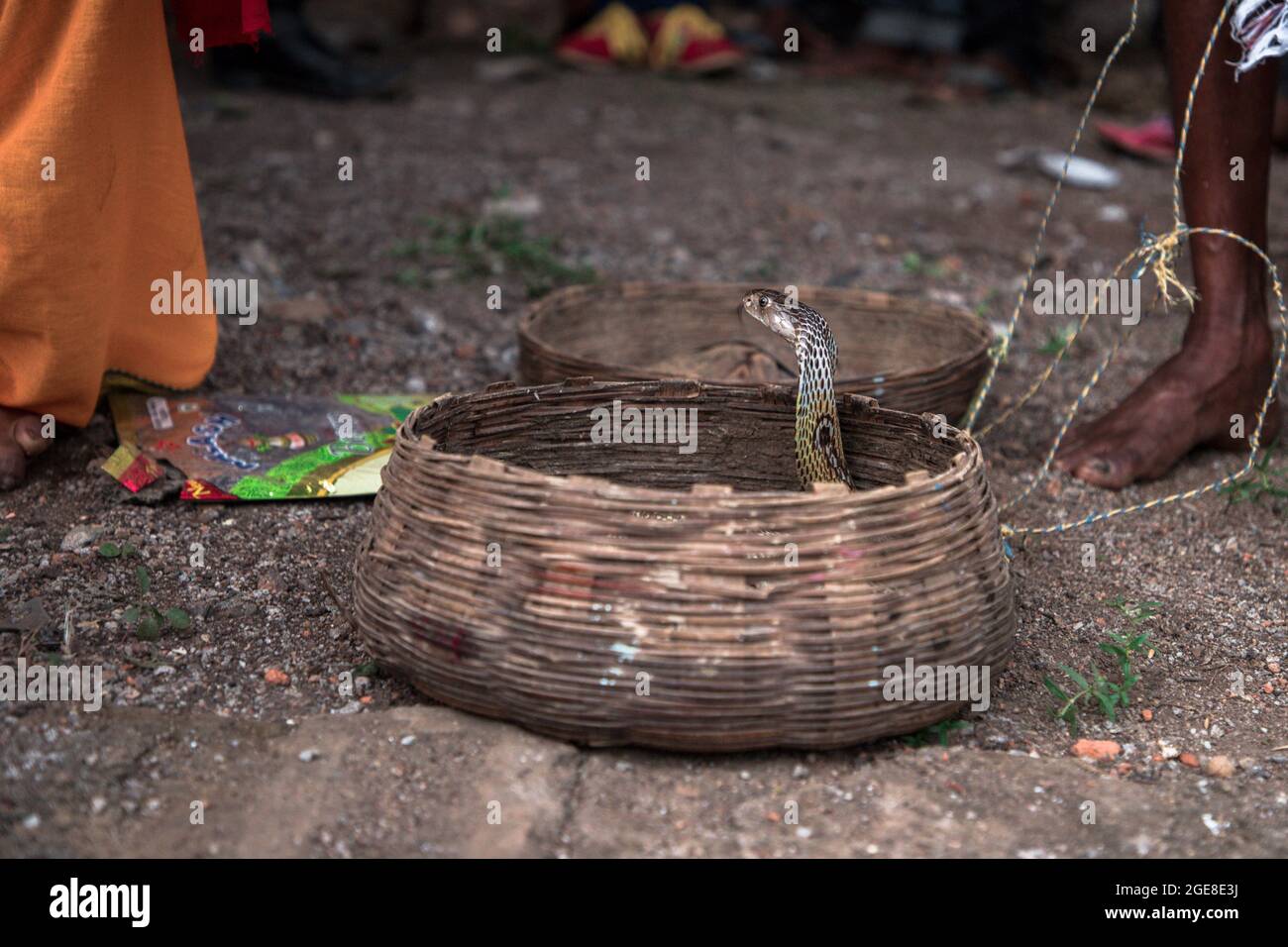 Villagers celebrated Goddess Manasa (The Hindu Serpentine Goddess) Puja ...