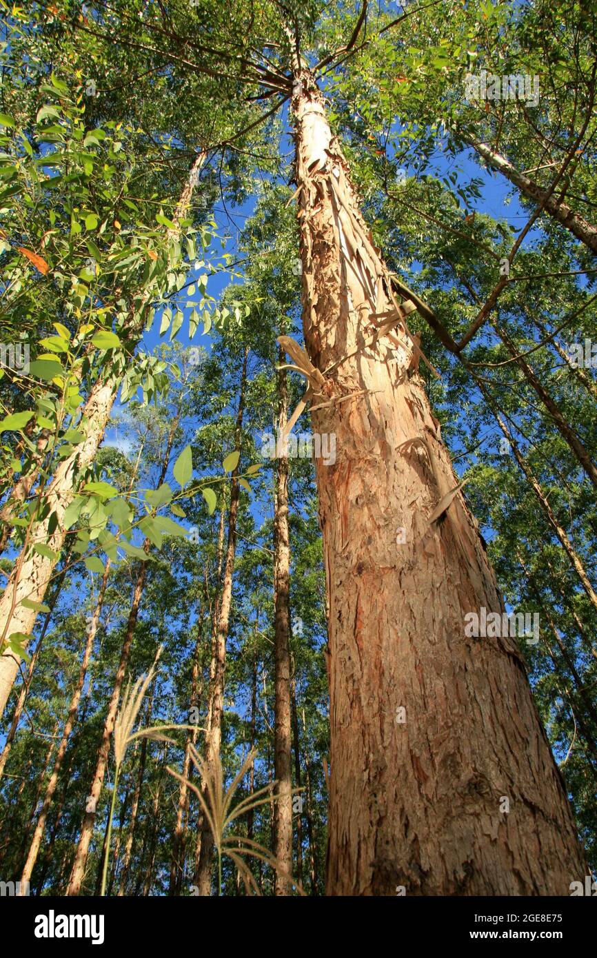 eunapolis, bahia, brazil - february 25, 2009: eucalyptus tree ...