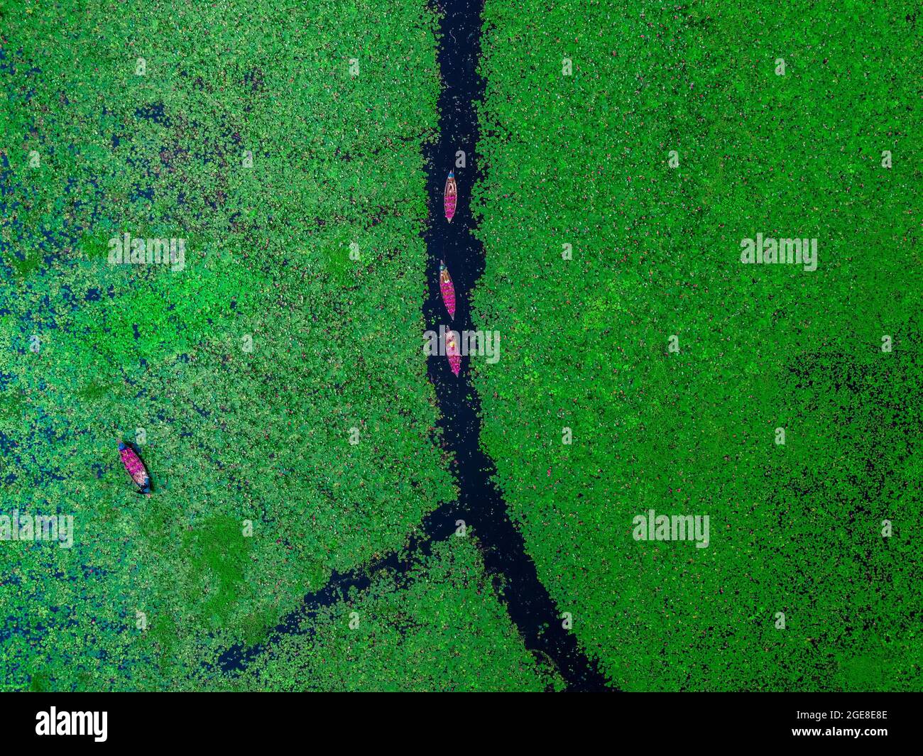 Barishal, Bangladesh. 17th Aug, 2021. Aerial view of Farmers collecting ...