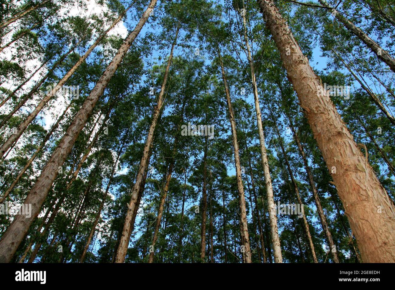 eunapolis, bahia, brazil - february 25, 2009: eucalyptus tree ...