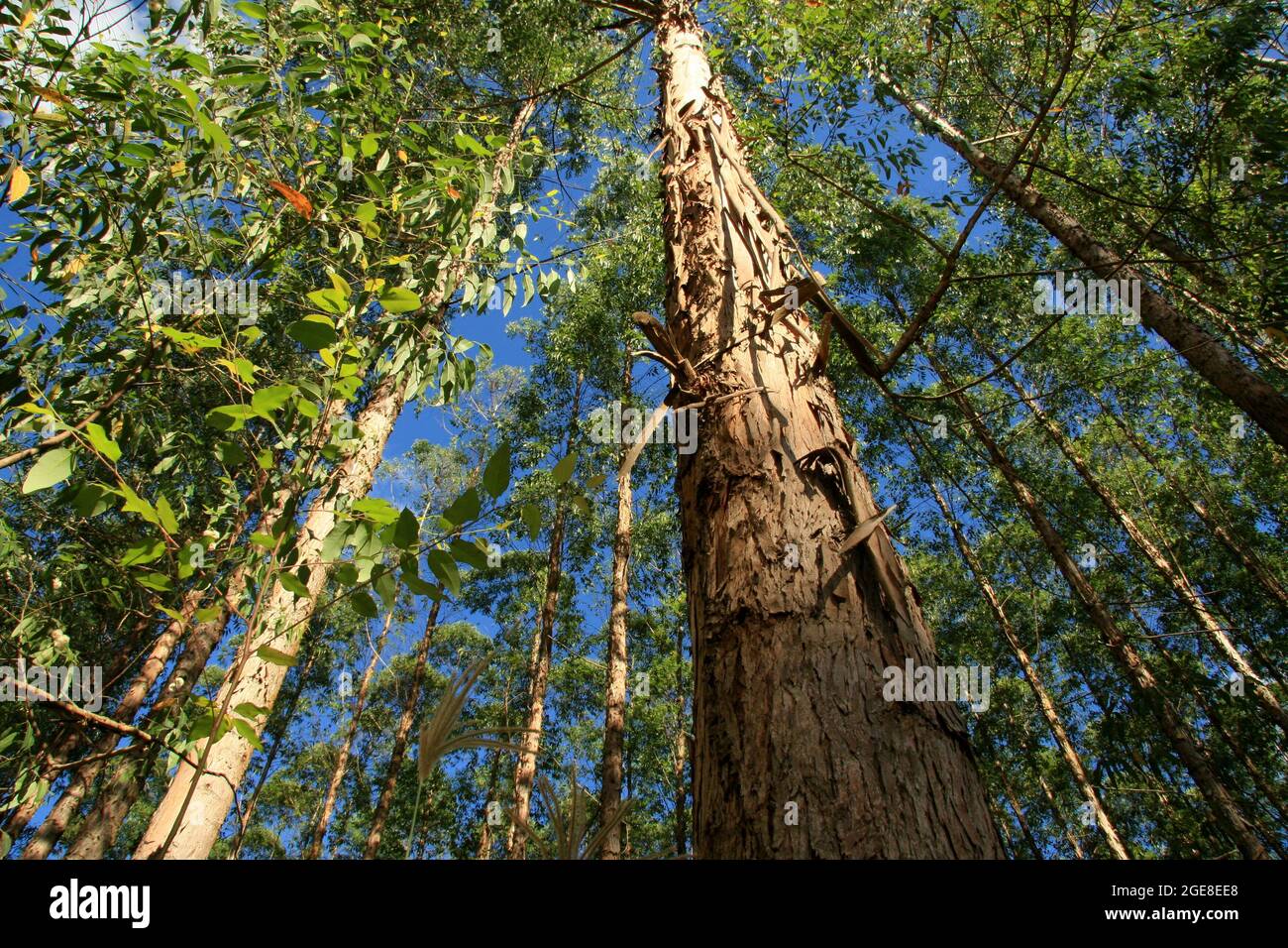 eunapolis, bahia, brazil - february 25, 2009: eucalyptus tree ...