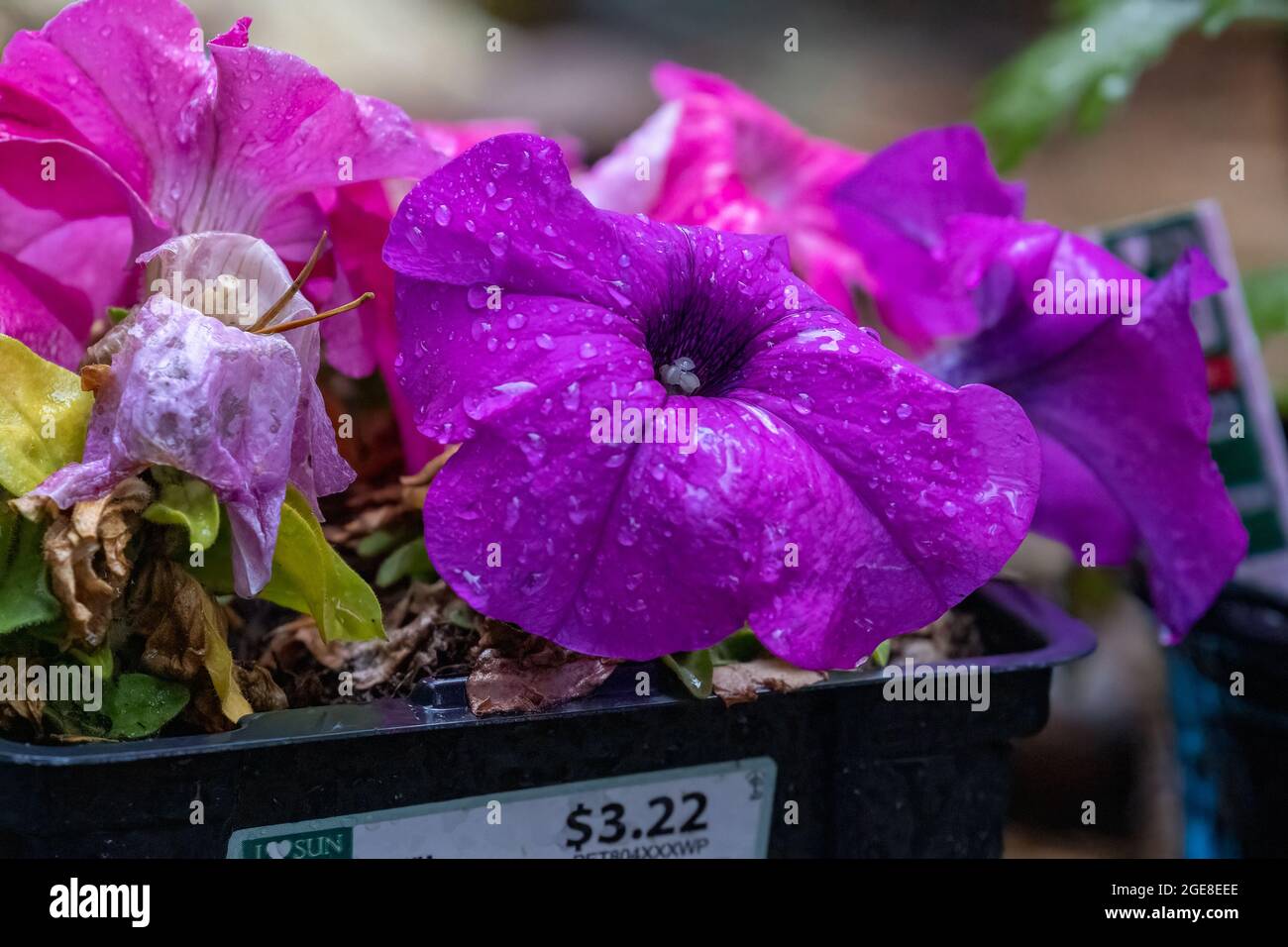 a pack of purple petunias blooming in nursery Stock Photo - Alamy
