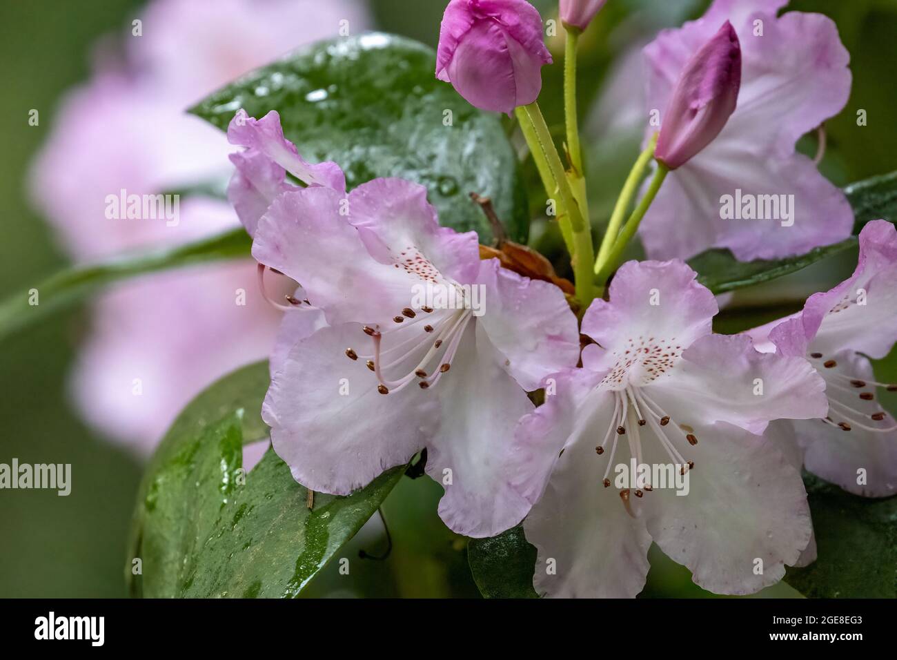 pink flowers and buds on rhododendron bush in spring Stock Photo - Alamy
