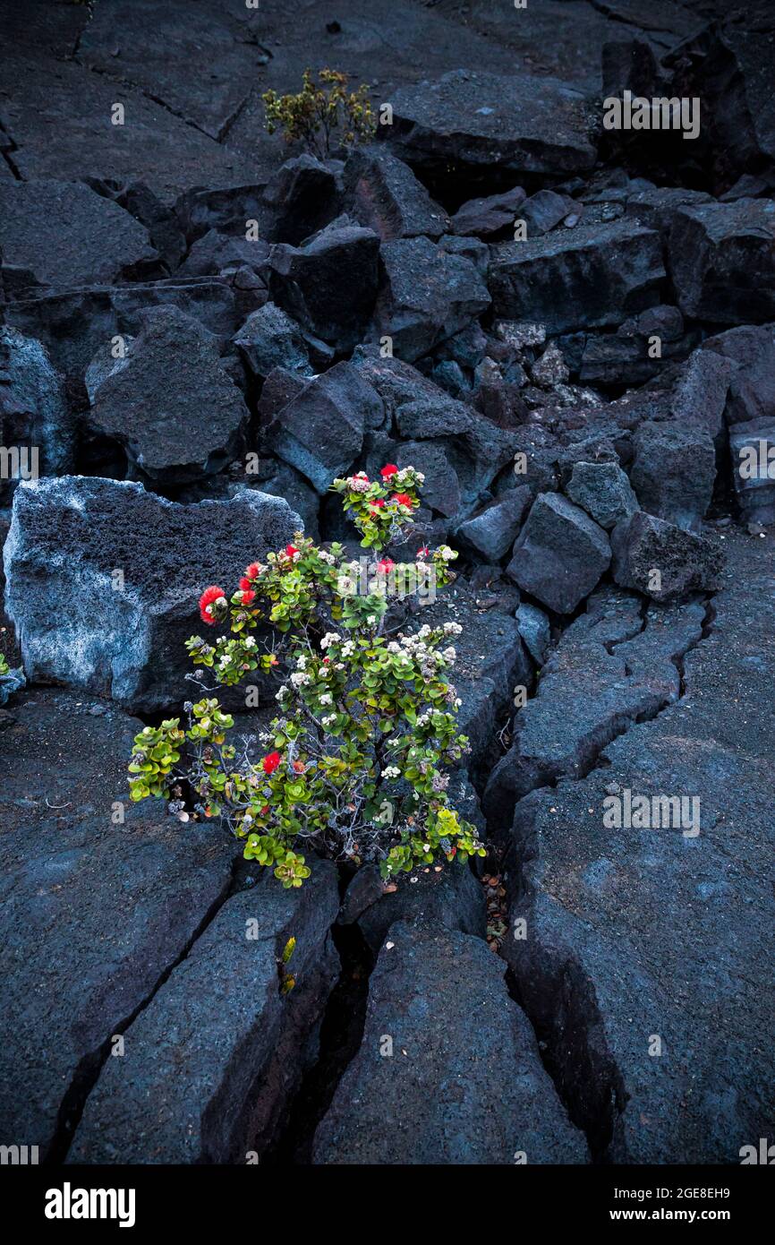 An Ohi'a tree growing out of a crack in the lava floor of Kilauea Iki ...