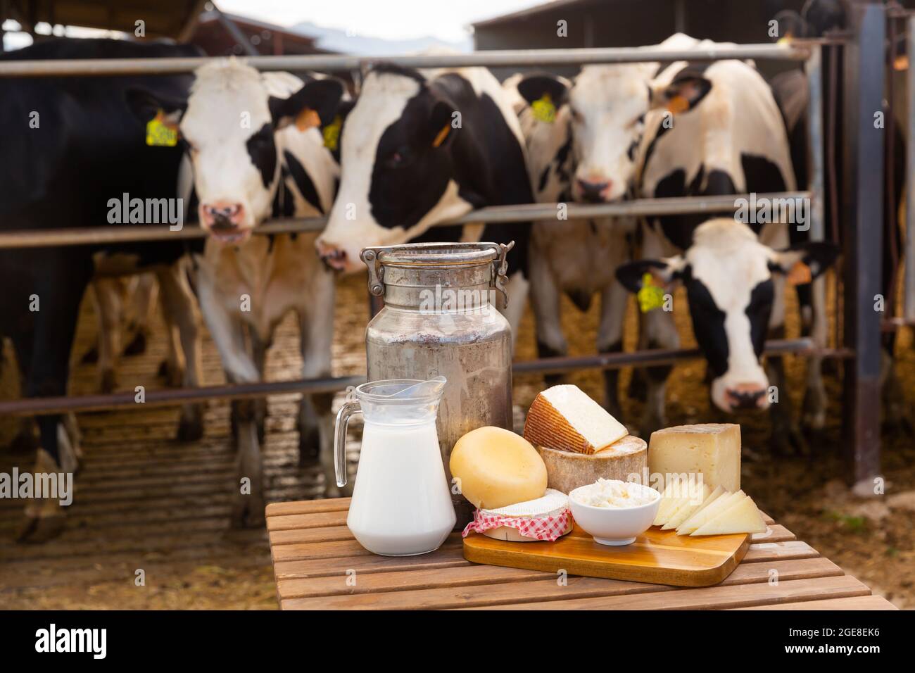 Dairy products - milk, cheese, cottage cheese on the background of cows ...