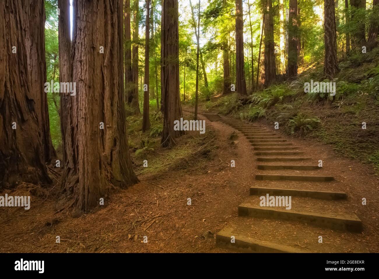 Trail with stairsteps through the Coast Redwoods, Sequoia sempervirens ...