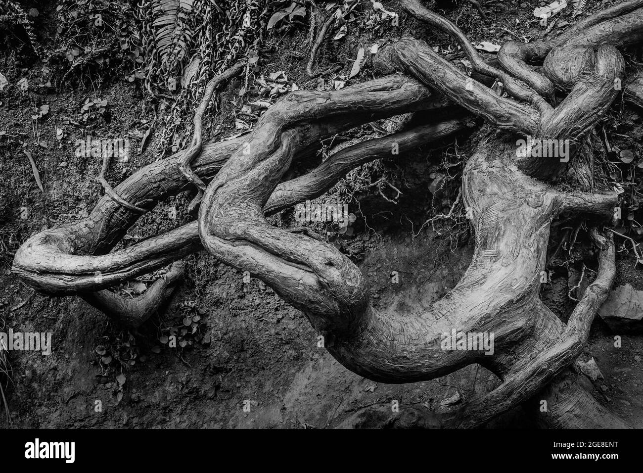 Roots horizontal root system hi-res stock photography and images - Alamy