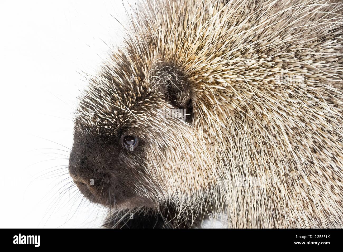 Close up porcupine quills hi-res stock photography and images - Alamy
