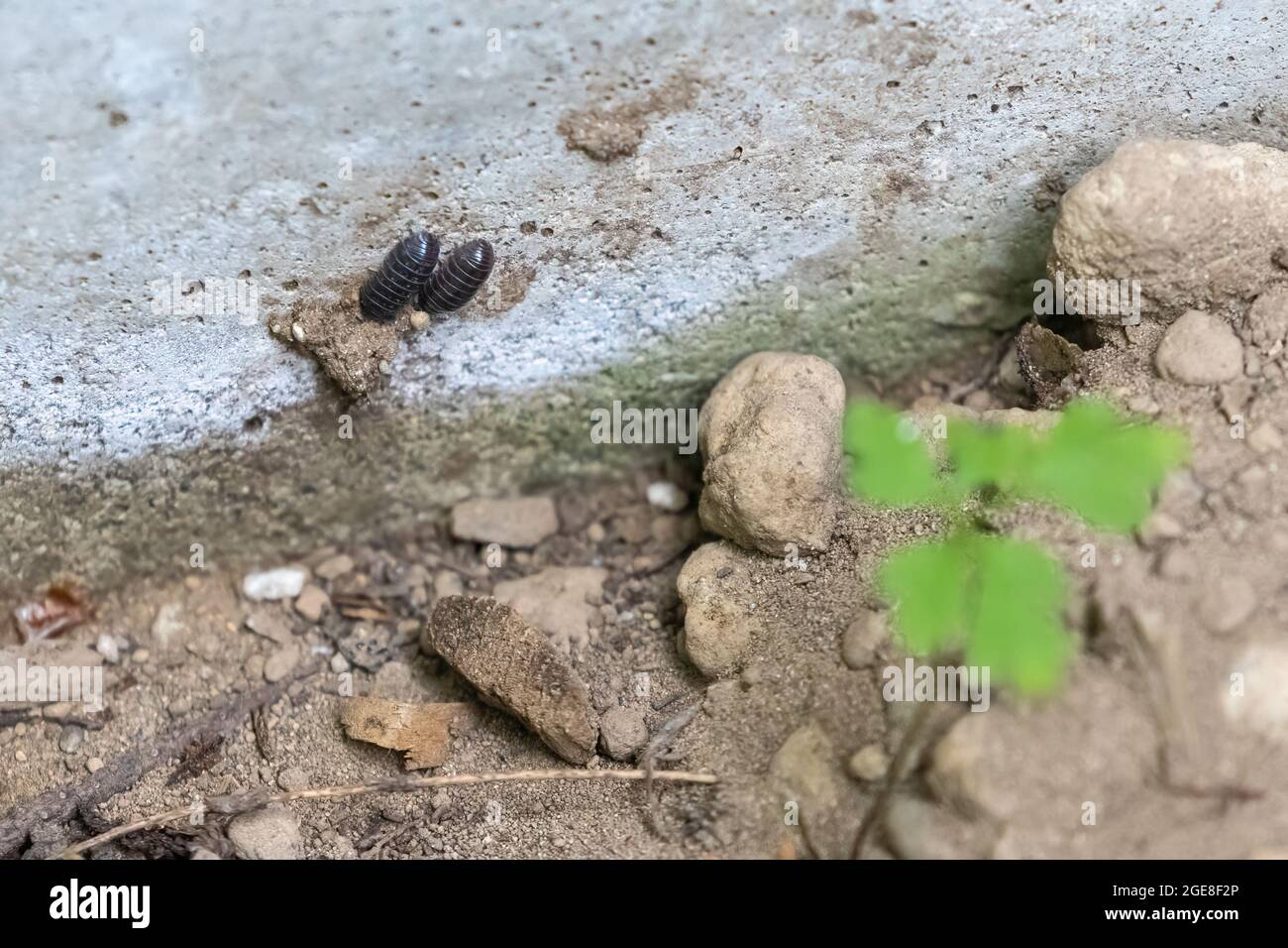 two sow bugs on rocks and dirt Stock Photo - Alamy