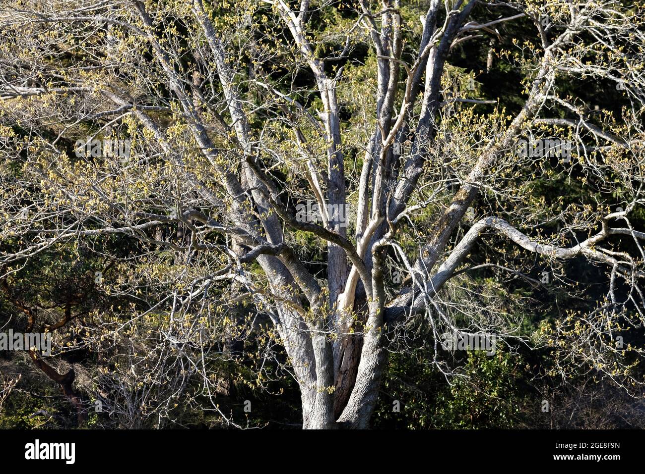 Spring budding oak tree High Resolution Stock Photography and Images ...