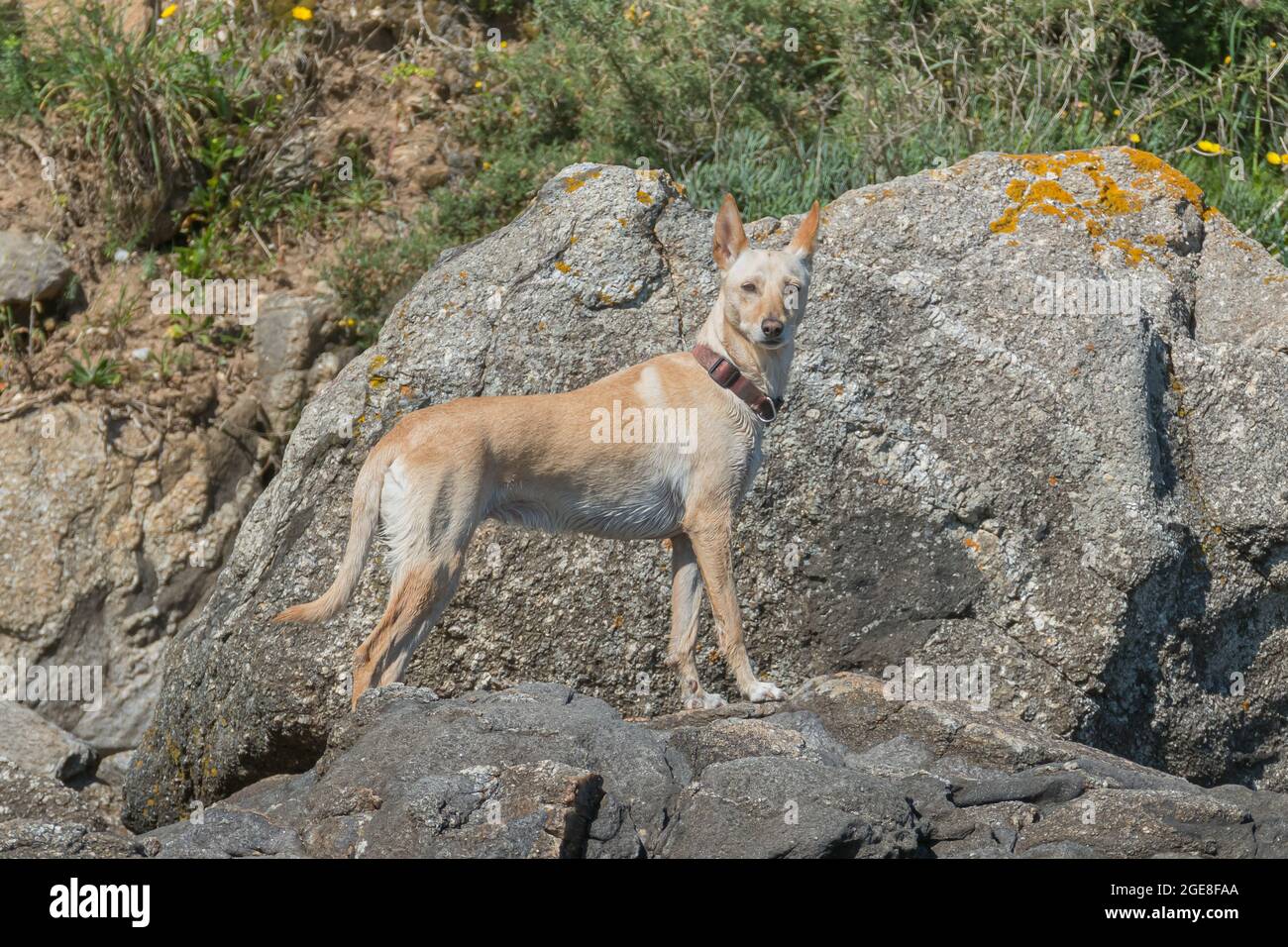 dog warren hound spanish podenco with light sand colored hair on some ...