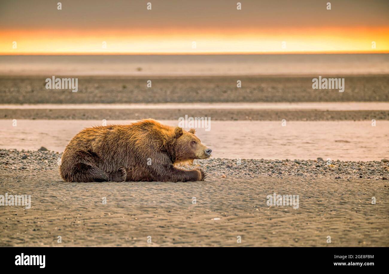 Alaskan Brown Bear at Lake Clark National Park, Alaska Stock Photo - Alamy