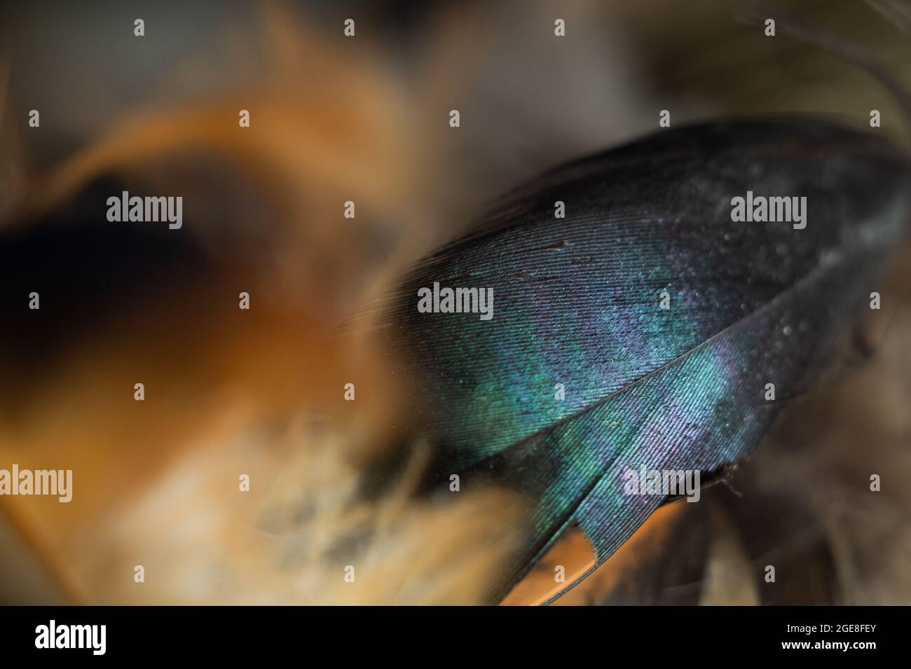 Azure colored hi-res stock photography and images - Alamy