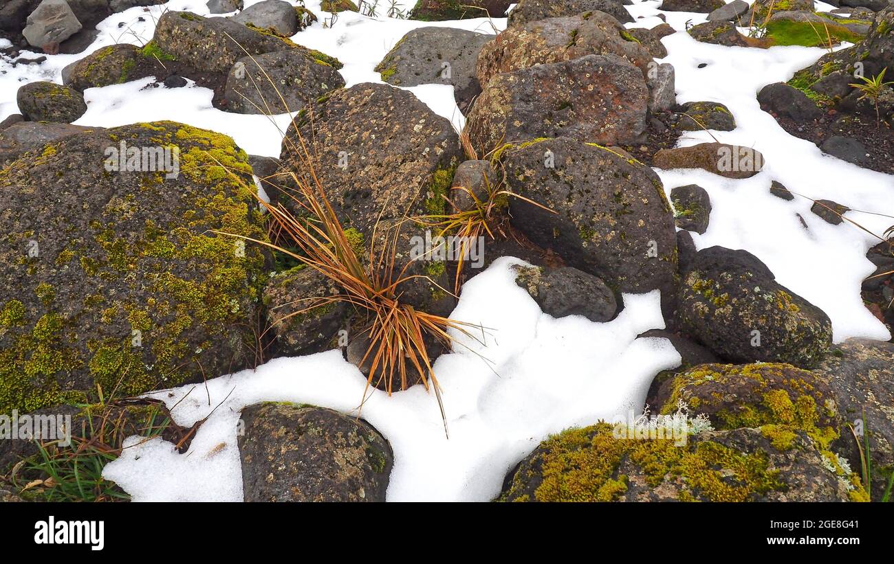 Yellow lichen on lava rock with snow hi-res stock photography and ...