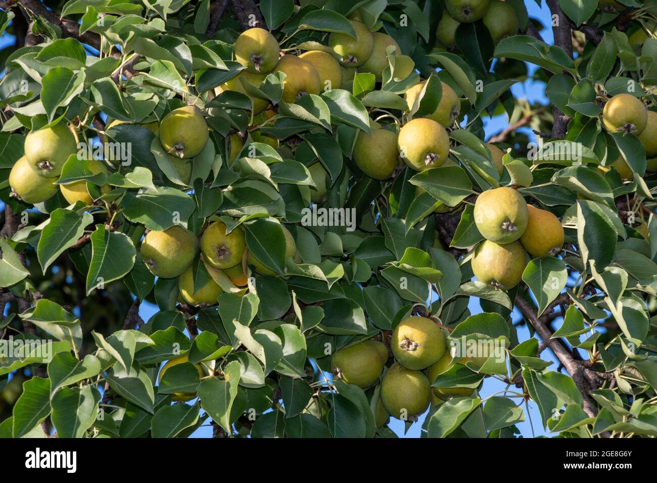 Green apples, pears on a branch ready to be picked in the summer garden ...