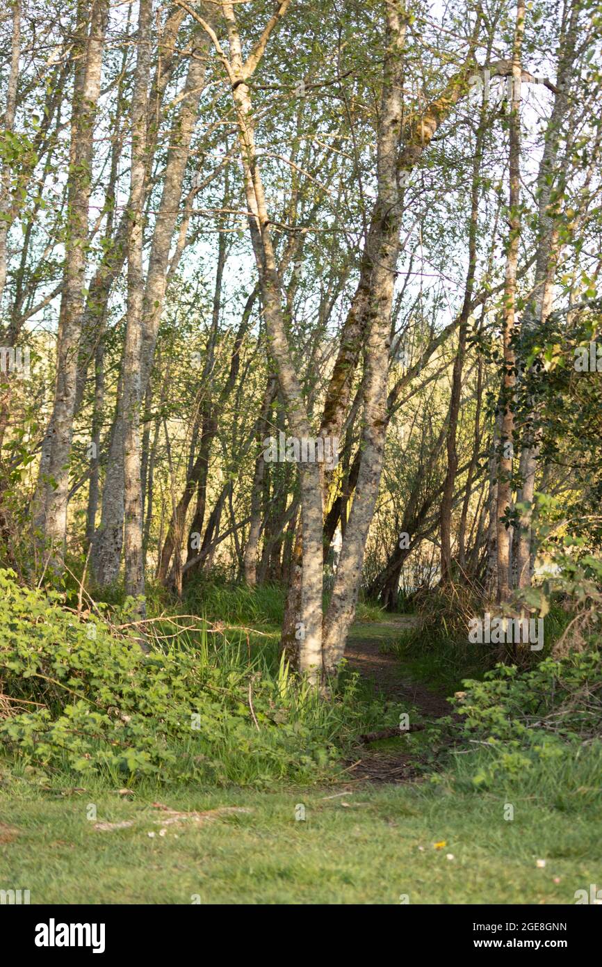 tree branches and trunks along edge of small meadow clearing Stock ...