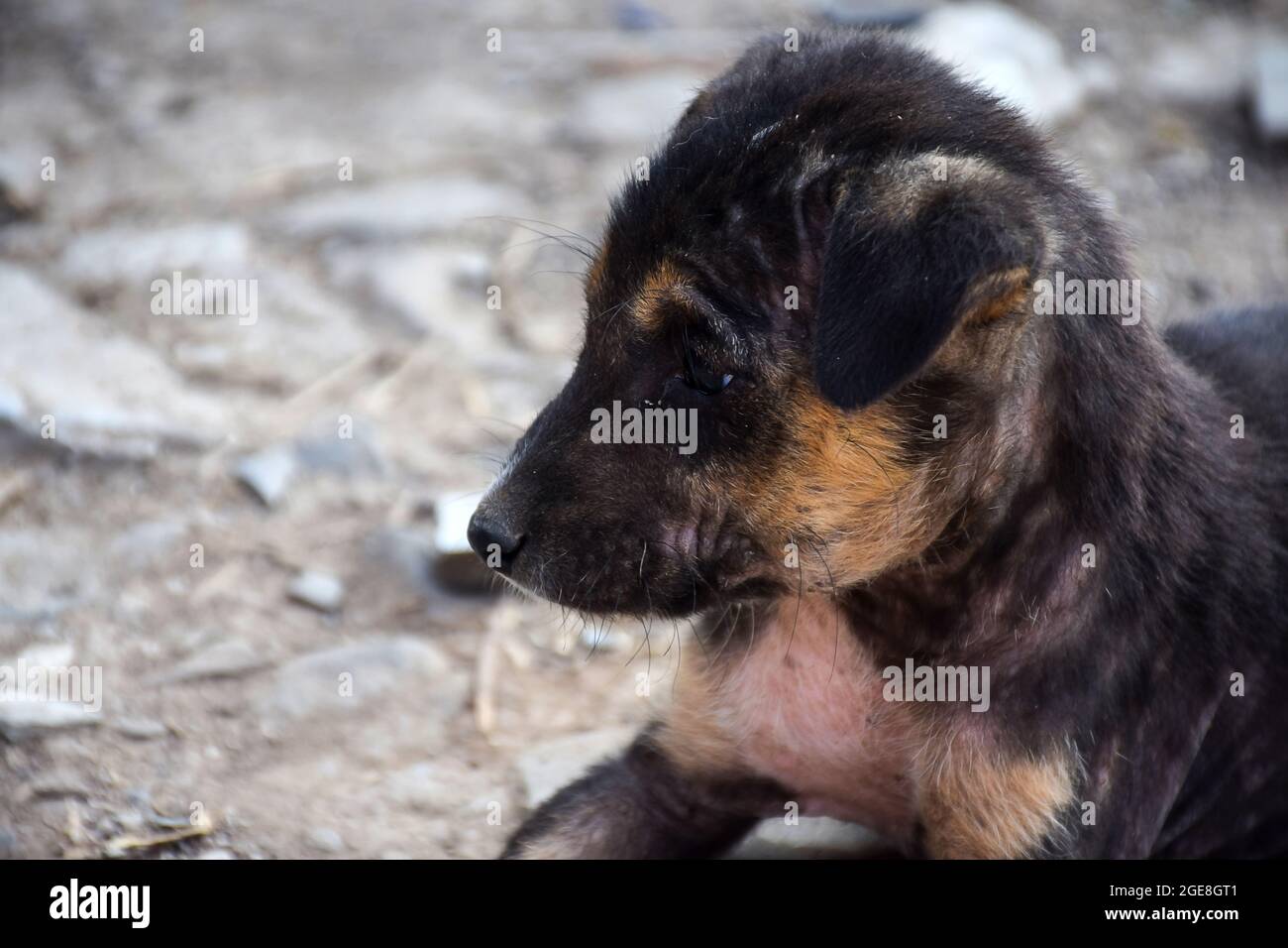 Cute mongrel puppy sitting on the street in India Stock Photo - Alamy