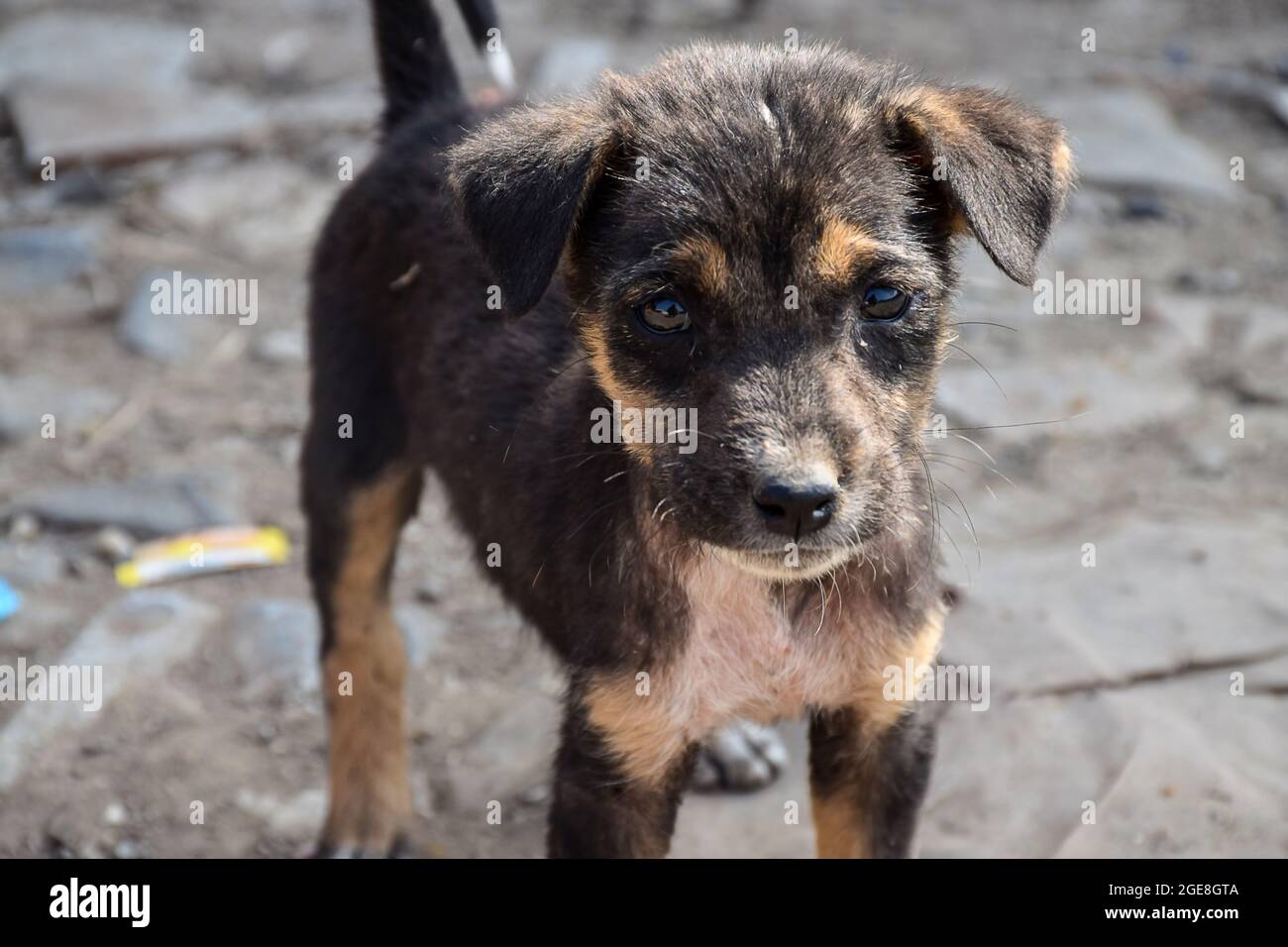 Cute mongrel puppy standing on the street in India Stock Photo - Alamy