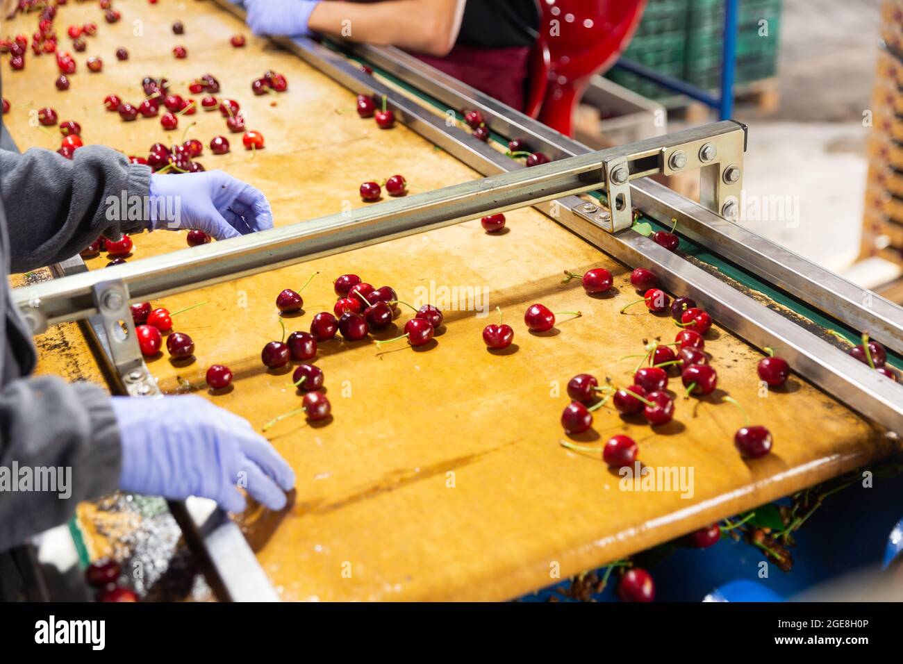 Selecting and sorting berries Stock Photo - Alamy