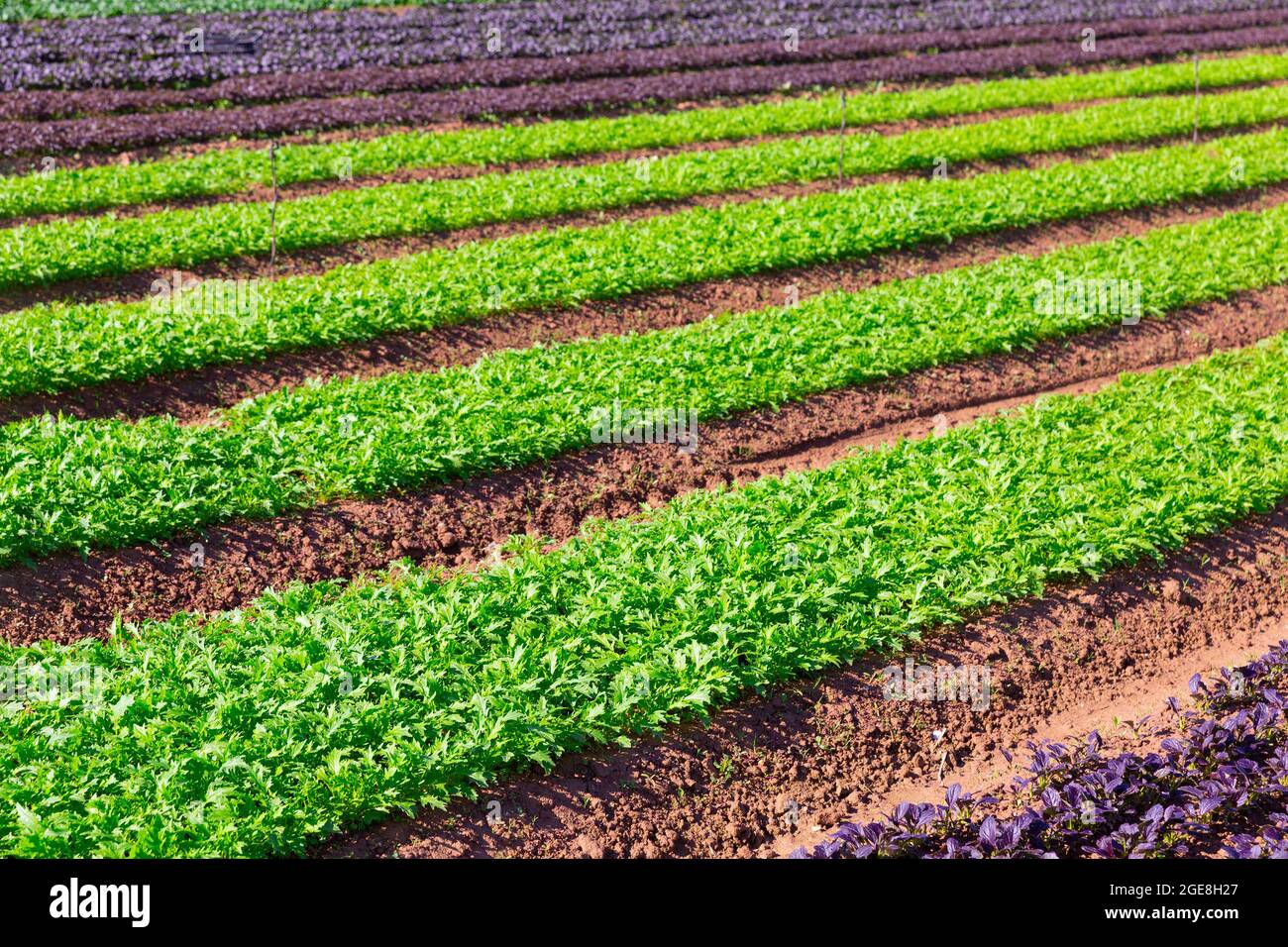 Rows of harvest of arugula on farm field Stock Photo - Alamy