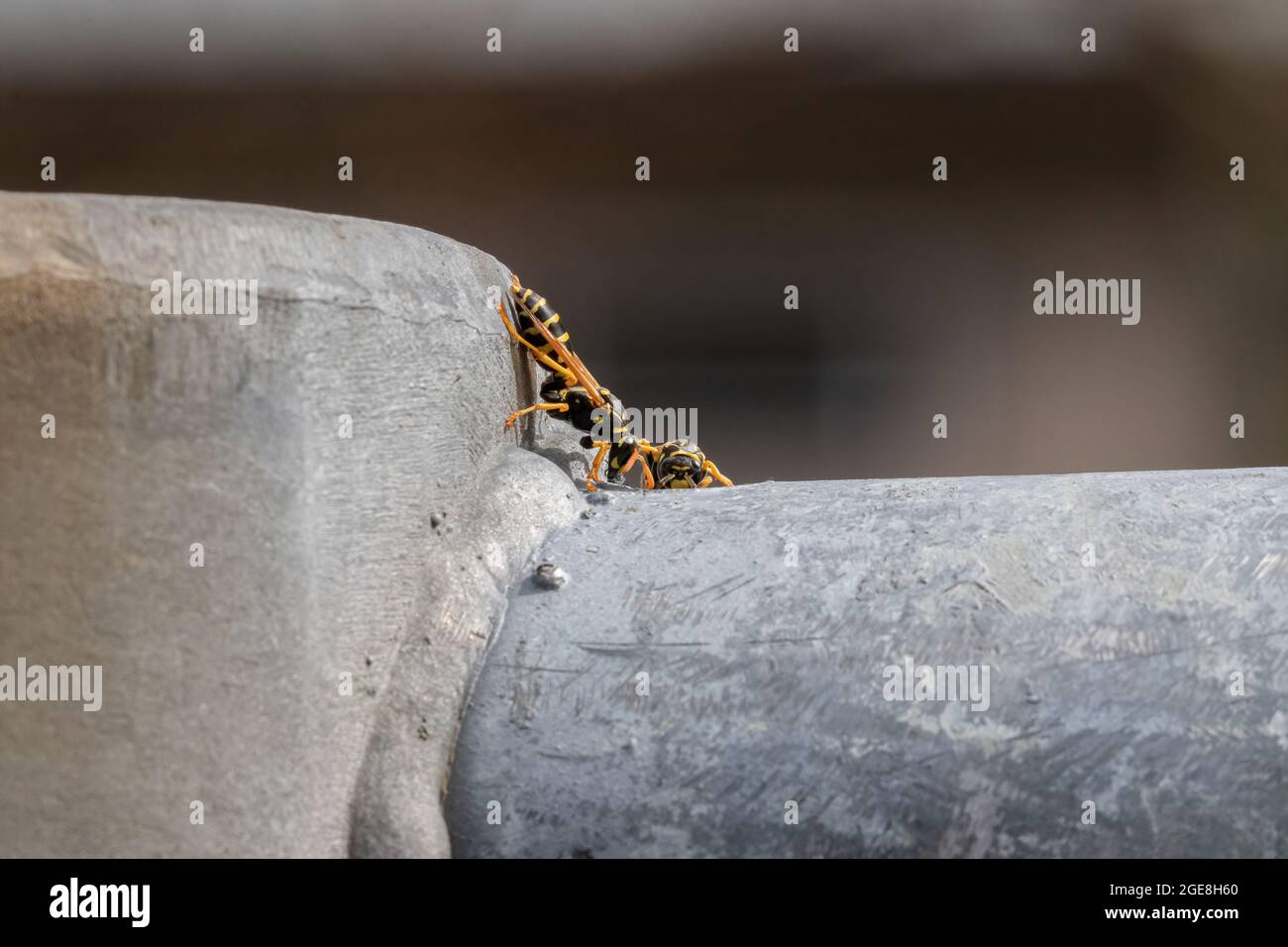 Bee wing structure hi-res stock photography and images - Alamy