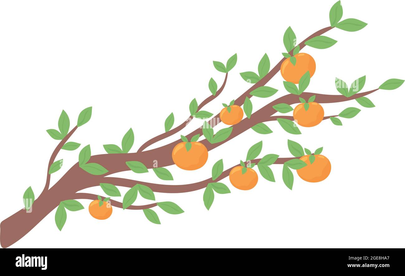 branch orange tree Stock Vector Image & Art - Alamy