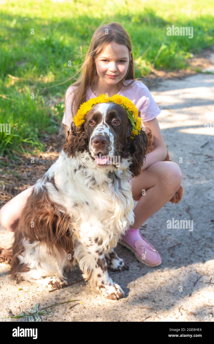 Blonde little girl with dandelions wreath sits with friendly Springer ...