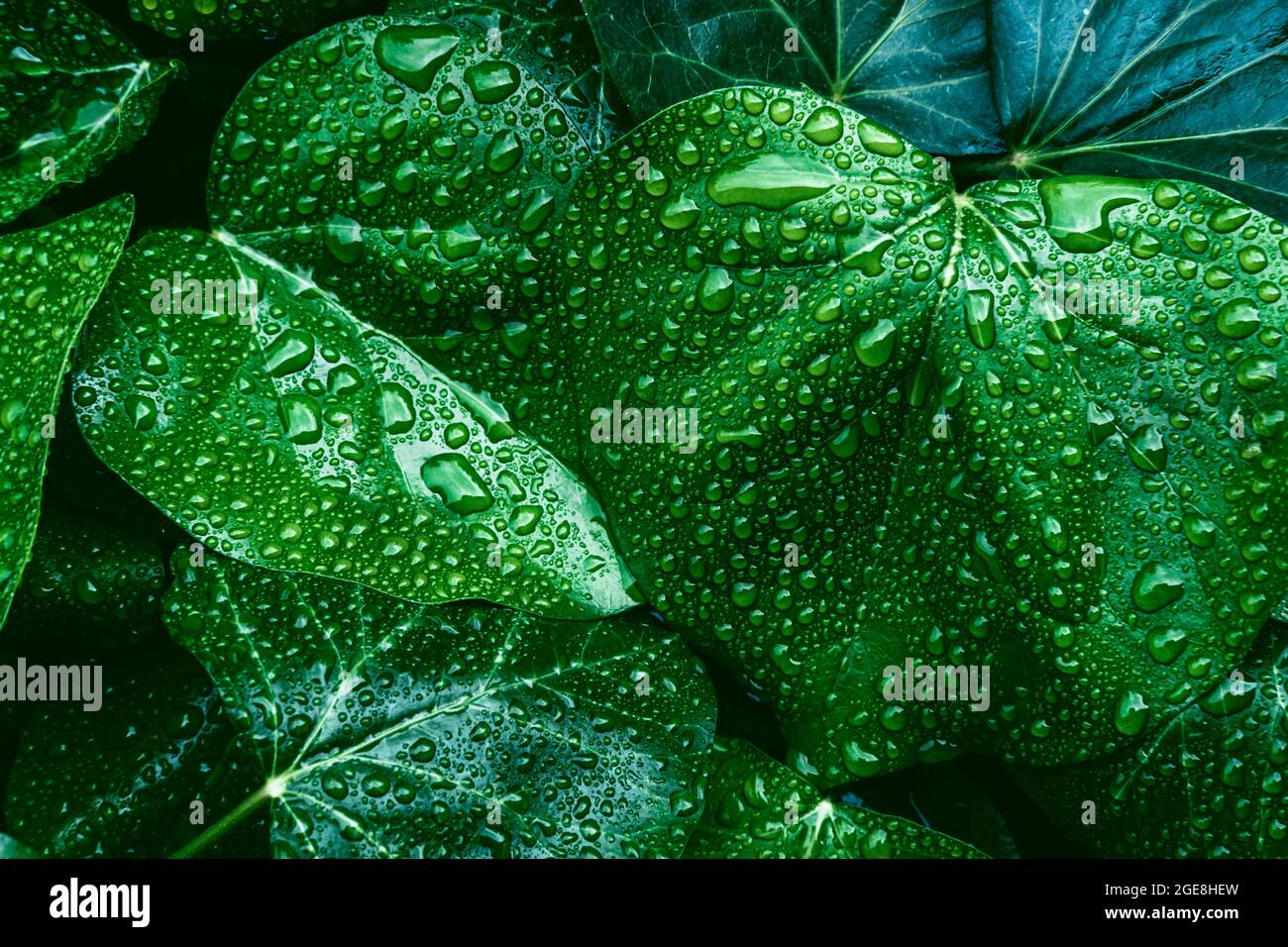 Texture of many fresh beautiful leaves with raindrops. Natural ...