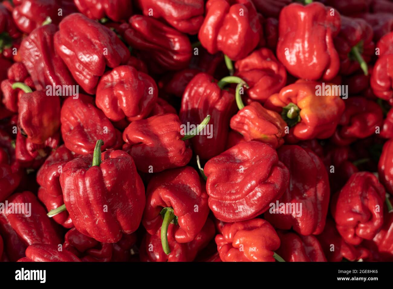 Local farmers dry red hot peppers (chili) at the Xinjiang Production ...