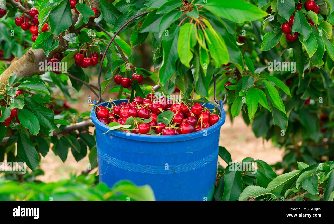 Bucket of cherries on a tree Stock Photo - Alamy