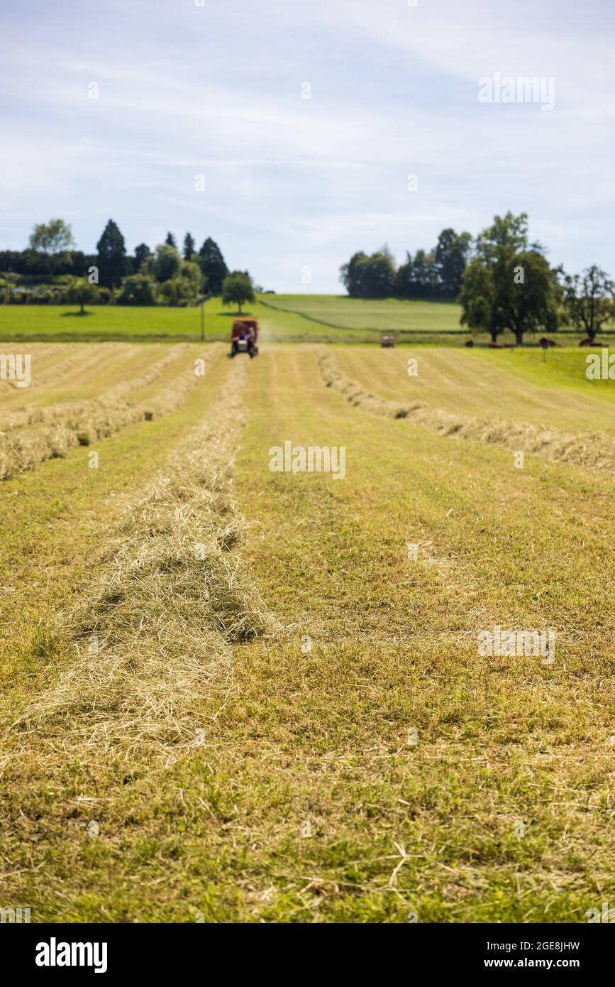 Hay blades hi-res stock photography and images - Alamy