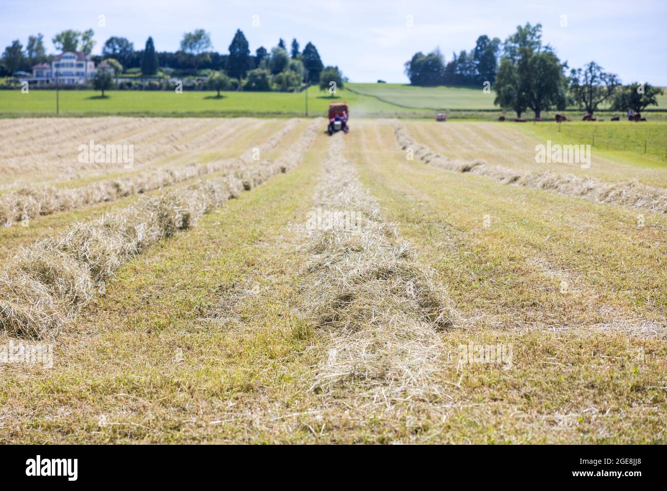 Closeup of a farming machinery harvesting hay on the farm field Stock ...
