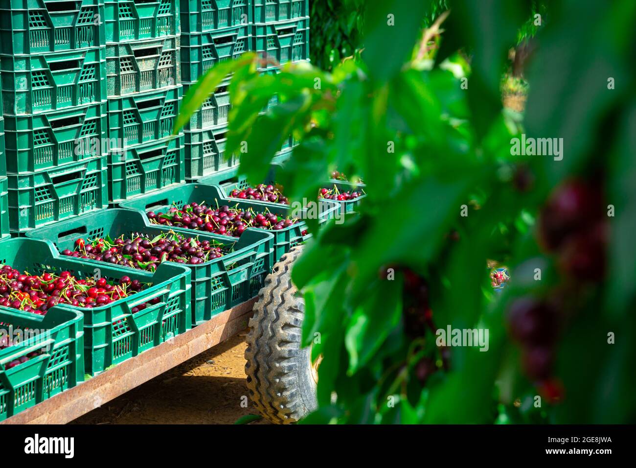 Boxes with harvested cherry stacked in garden Stock Photo - Alamy