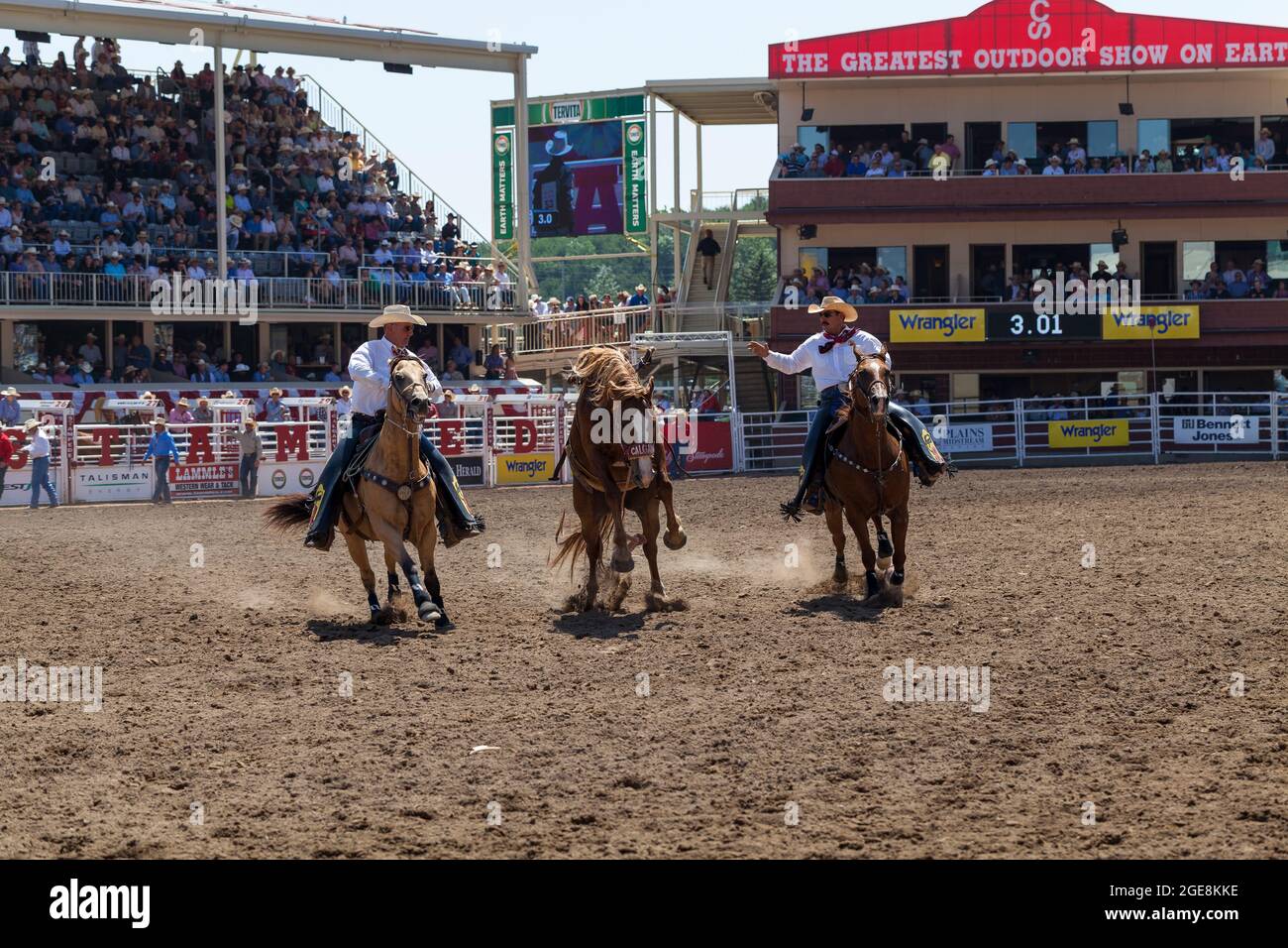 Cowboy rides bucking bronco at Calgary Stampede in Alberta during the ...