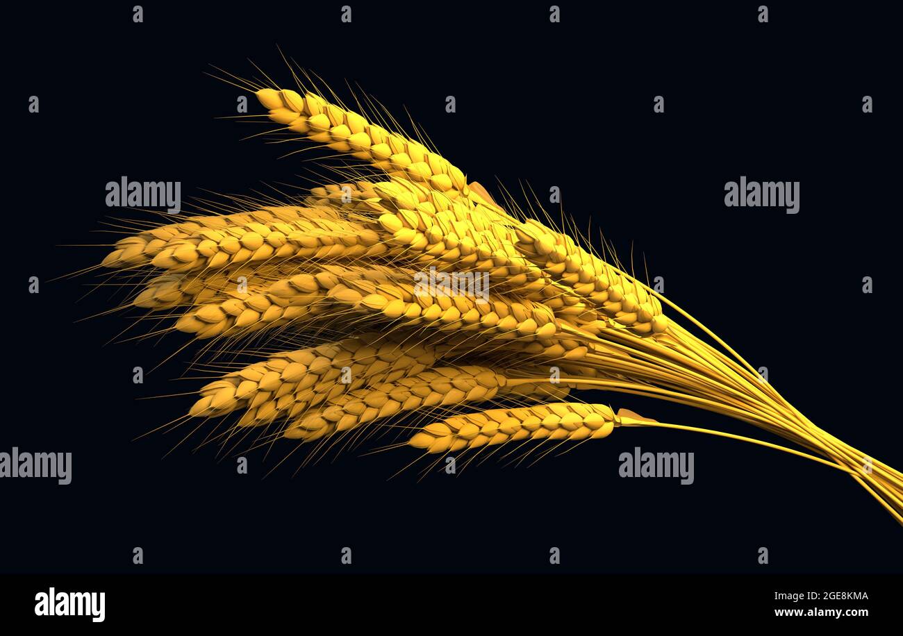 goldish rye bunch, rural harvest isolated - cg nature 3D rendering ...