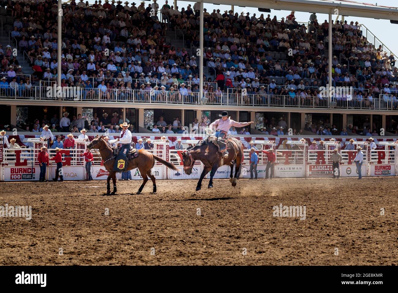 Cowboy rides bucking bronco at Calgary Stampede in Alberta during the ...