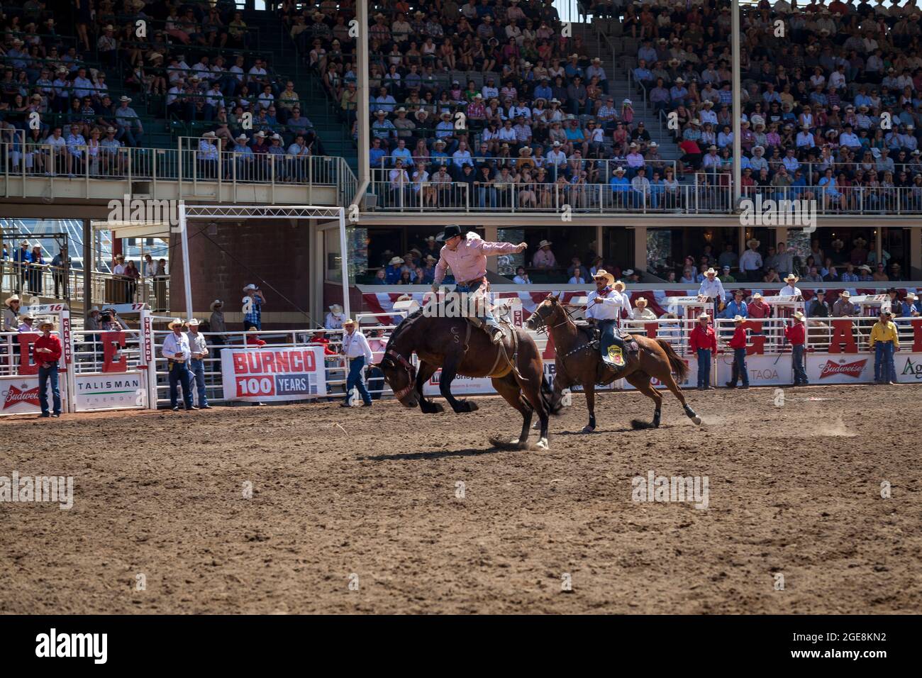 Cowboy rides bucking bronco at Calgary Stampede in Alberta during the ...