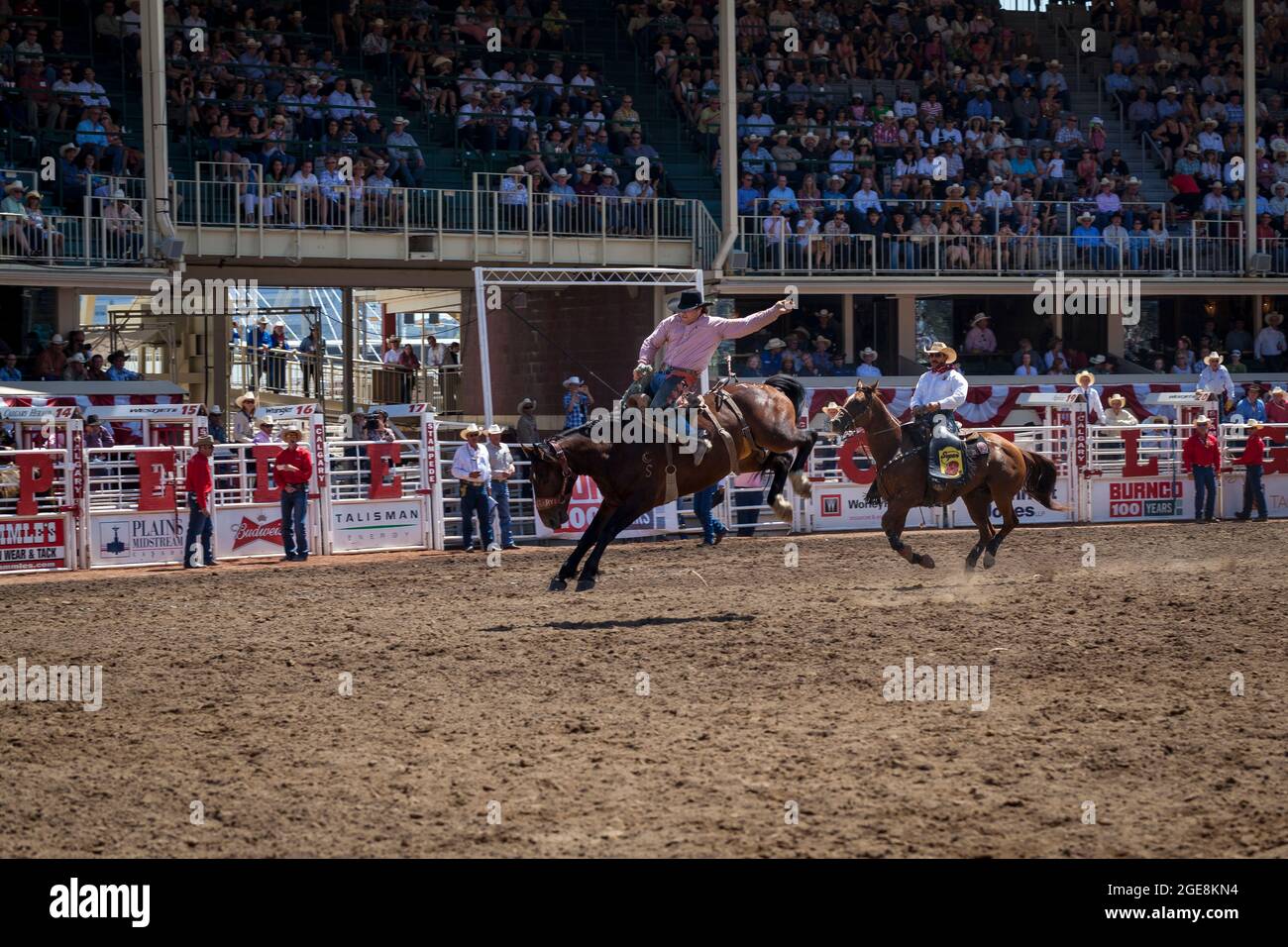 Cowboy rides bucking bronco at Calgary Stampede in Alberta during the ...