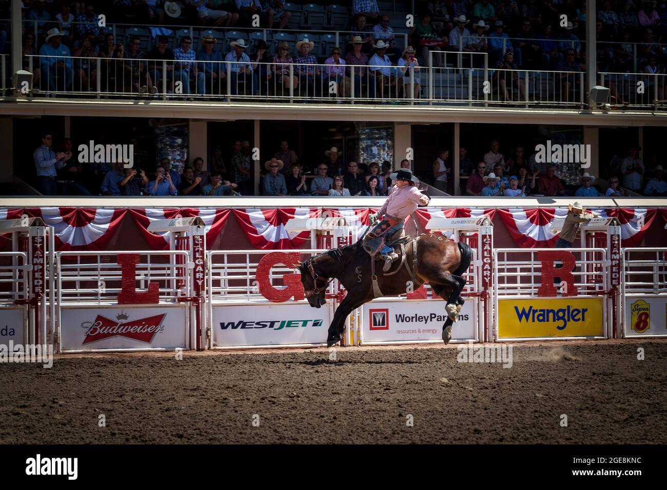 Cowboy rides bucking bronco at Calgary Stampede in Alberta during the ...