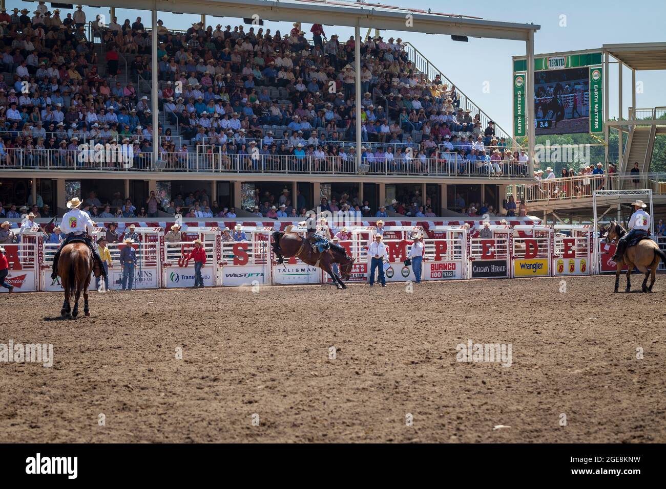 Cowboy rides bucking bronco at Calgary Stampede in Alberta during the ...
