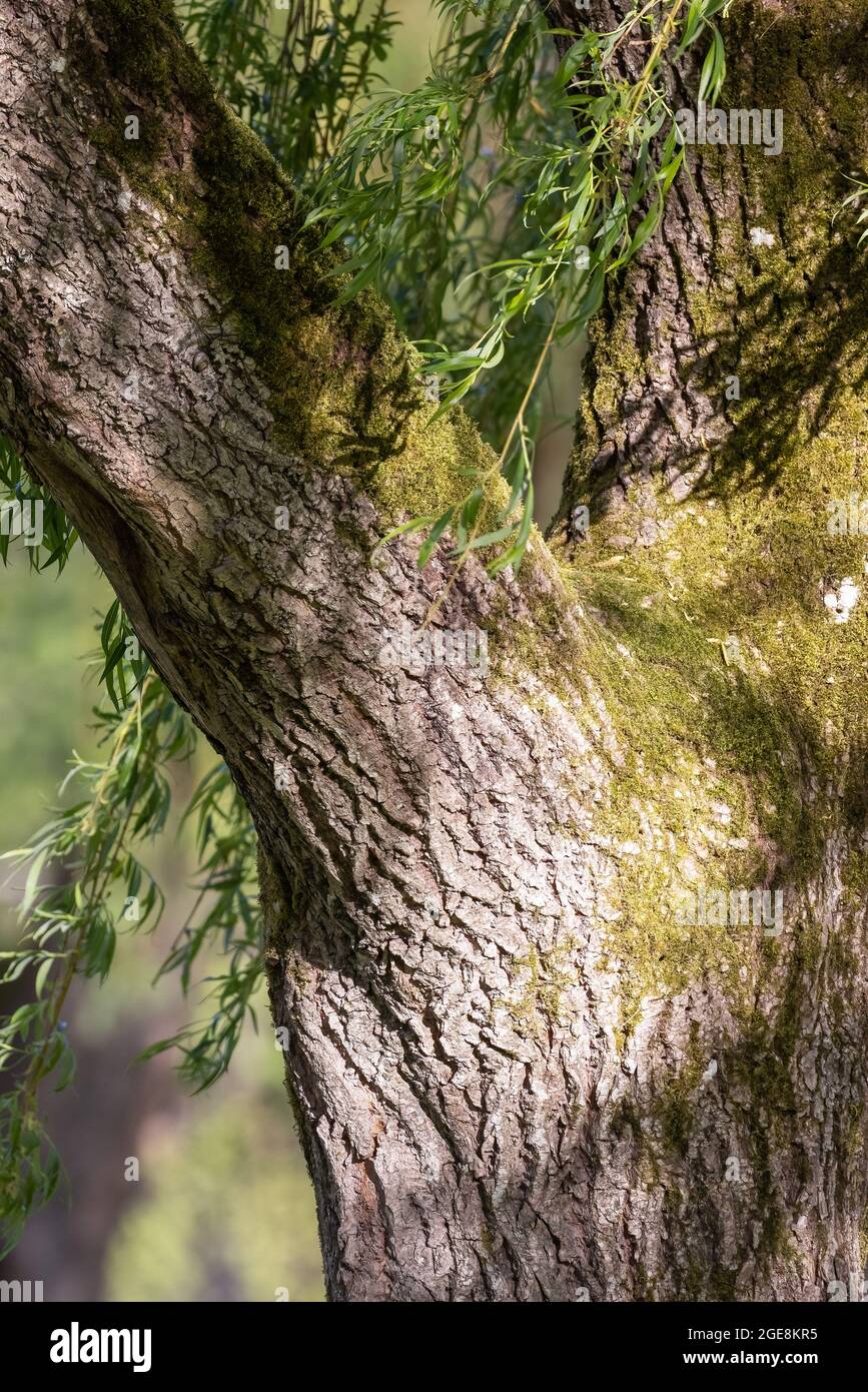 Large willow tree growing in the middle of a park Stock Photo - Alamy