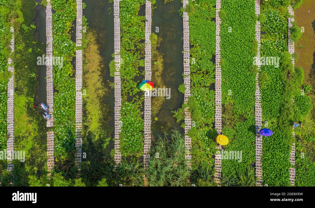 SUQIAN, CHINA - AUGUST 17, 2021 - An aerial photo shows weishui Wetland ...