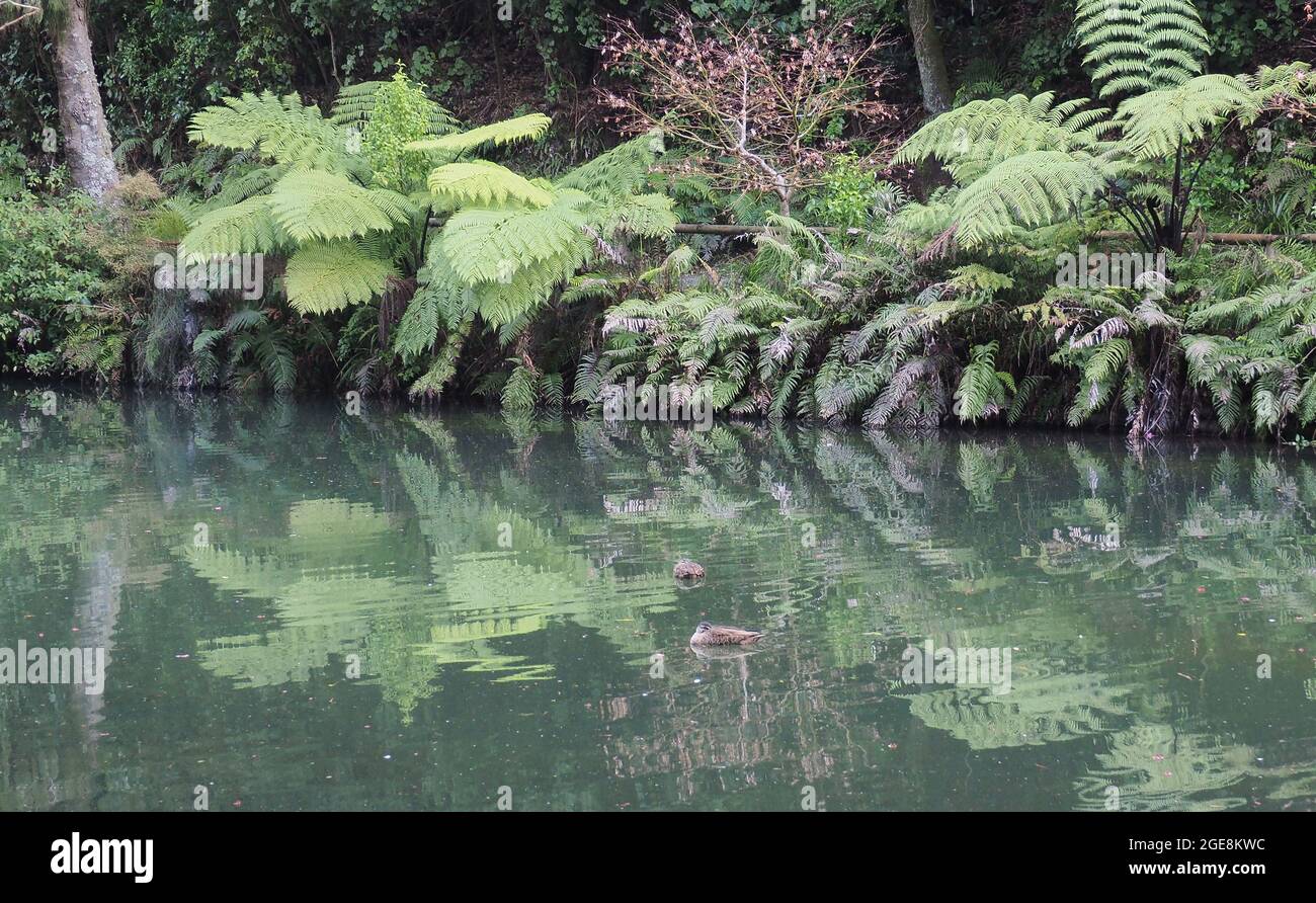 Two dozing ducks float amid fern reflections on Pukekura Park's lake ...
