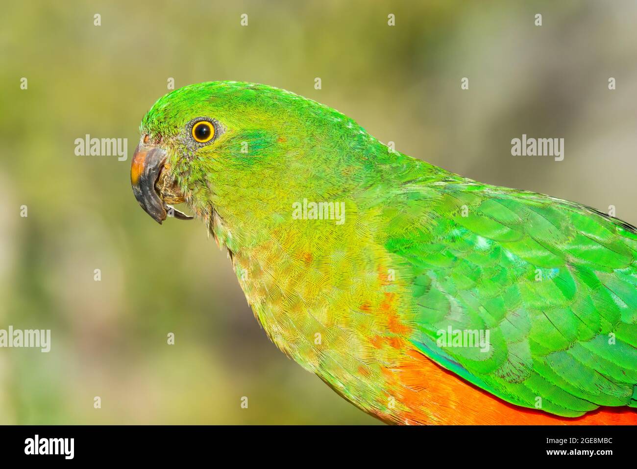 Female parrot hi-res stock photography and images - Alamy
