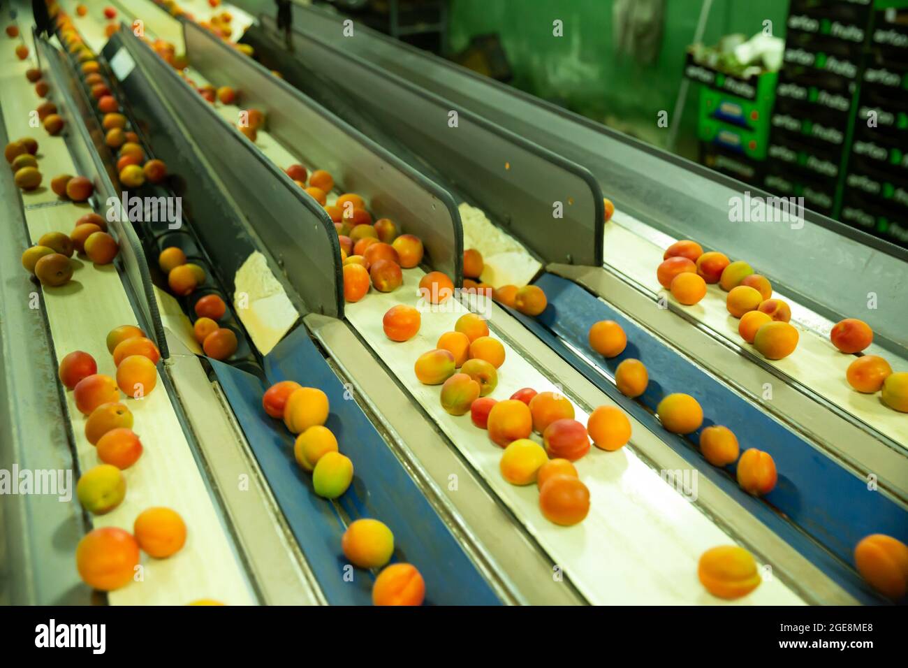Apricots on conveyor line of sorting Stock Photo - Alamy