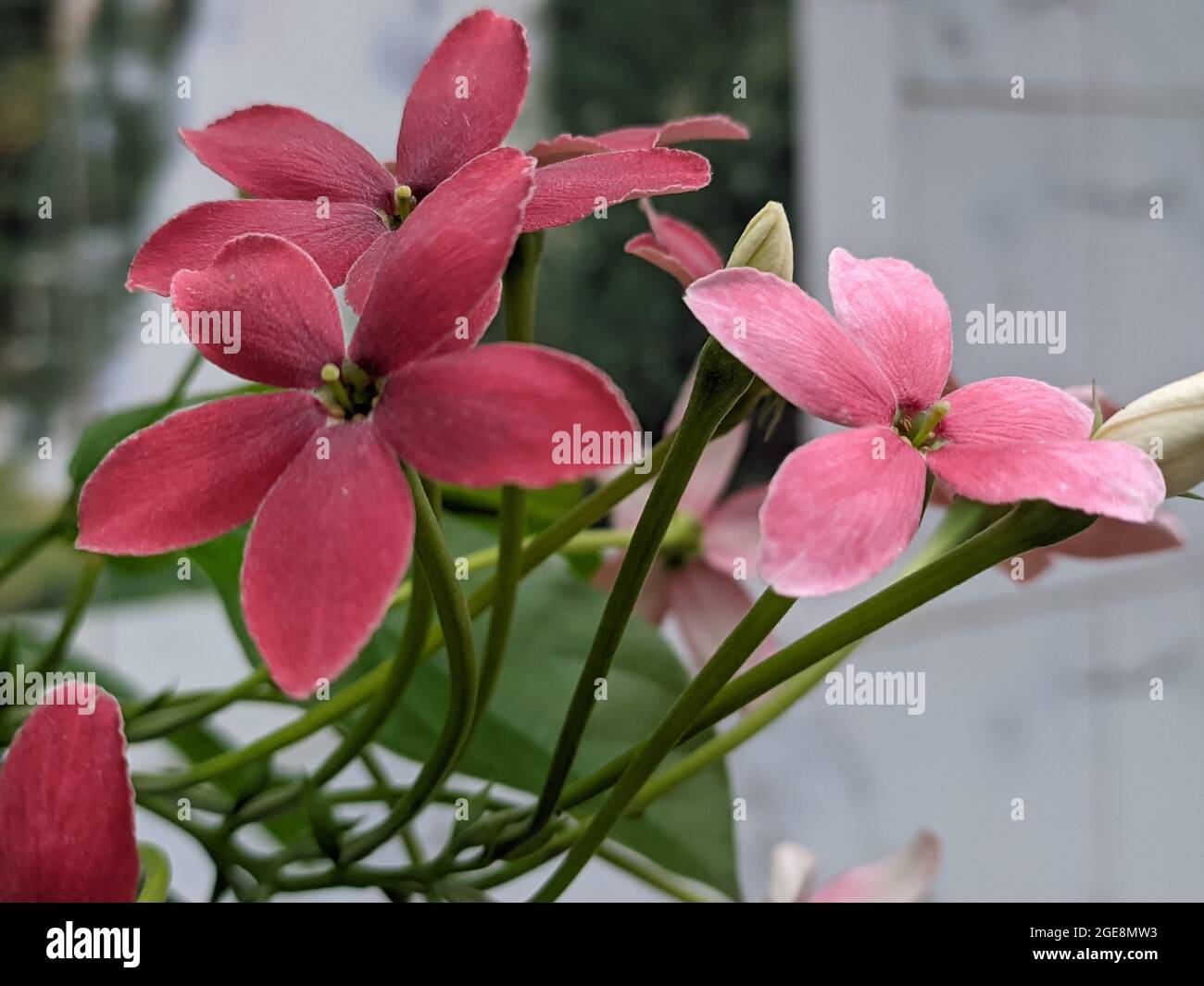 of Combretum indicum, also known as the Rangoon creeper a beautiful ...